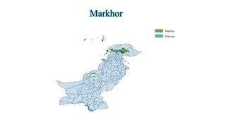Mammals of pakistan 2 | PPTX