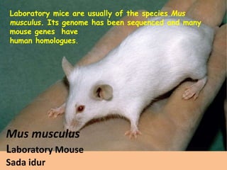 Mammals of ubkv (29 slides) | PPT