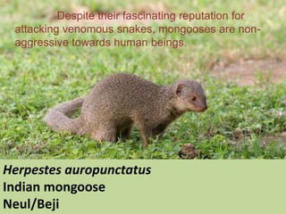 Mammals of ubkv (29 slides) | PPT