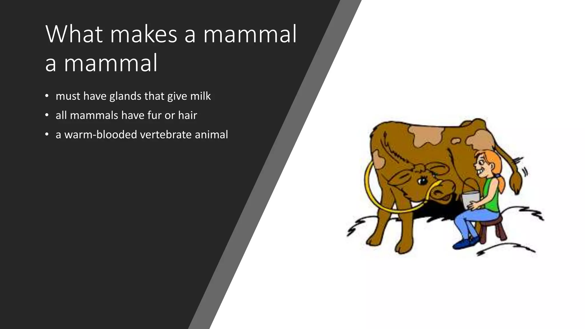 Mammals powerpoint | PPTX