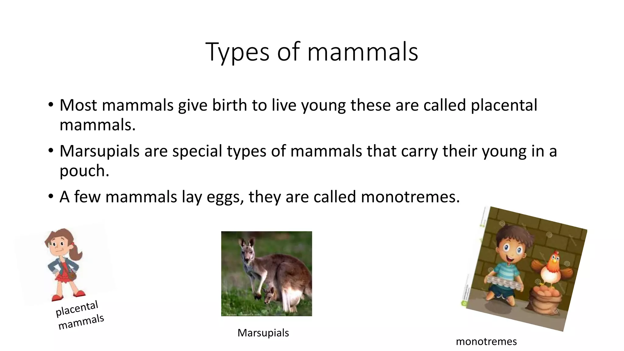 Mammals powerpoint | PPTX