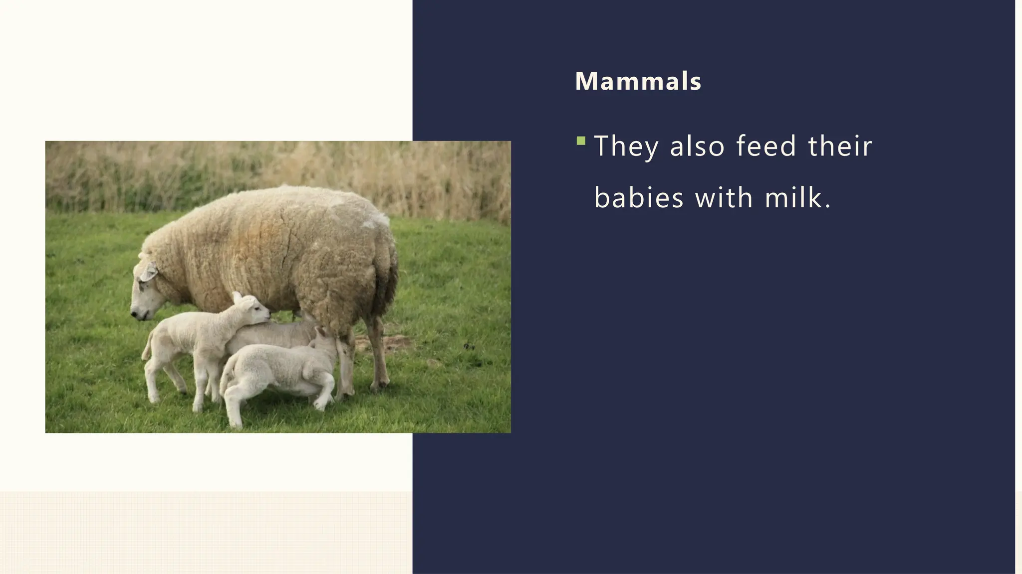 Mammals power point for grade three students. | PPTX
