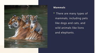 Mammals power point for grade three students. | PPT