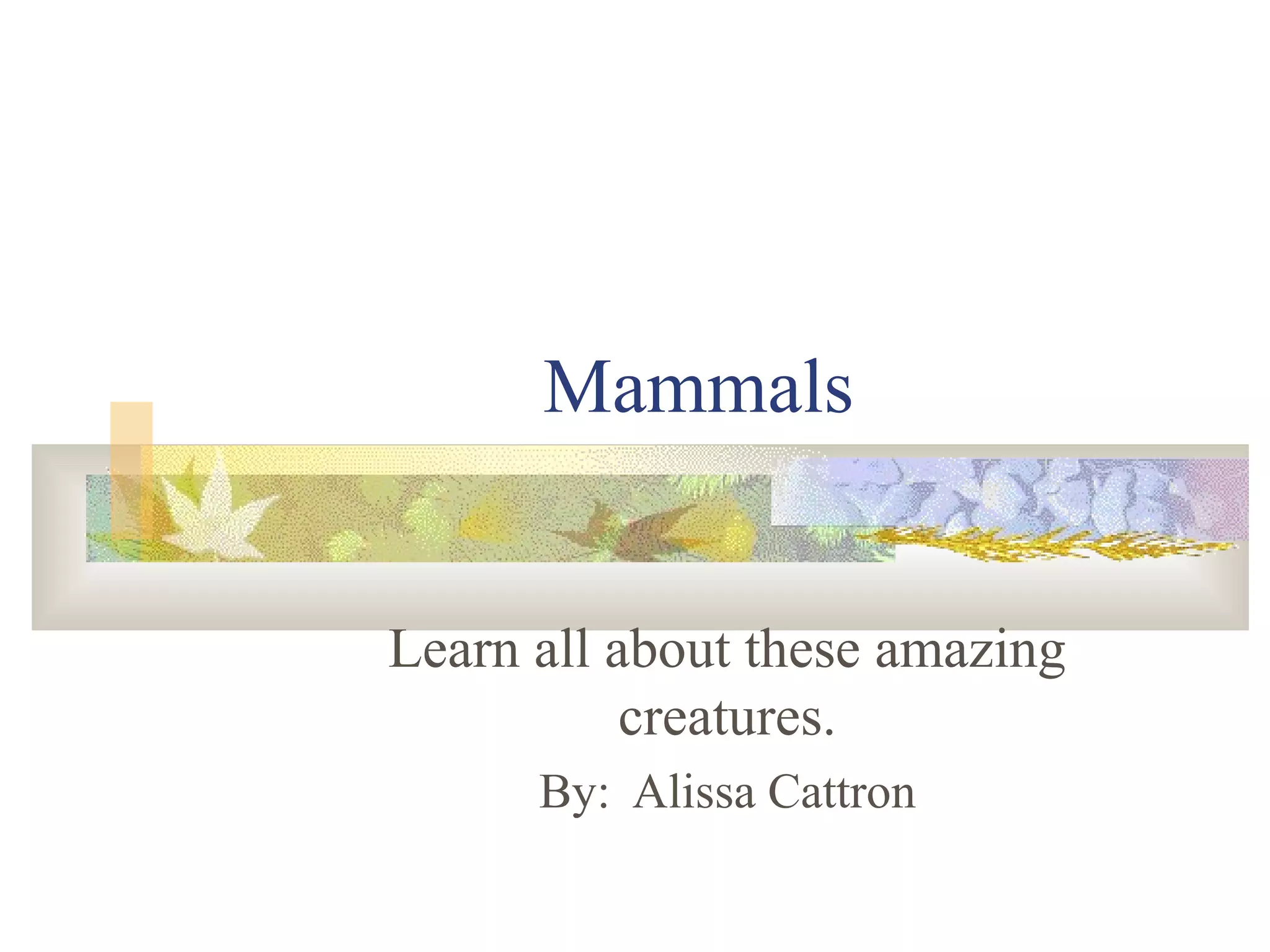 Mammals presentation | PPT
