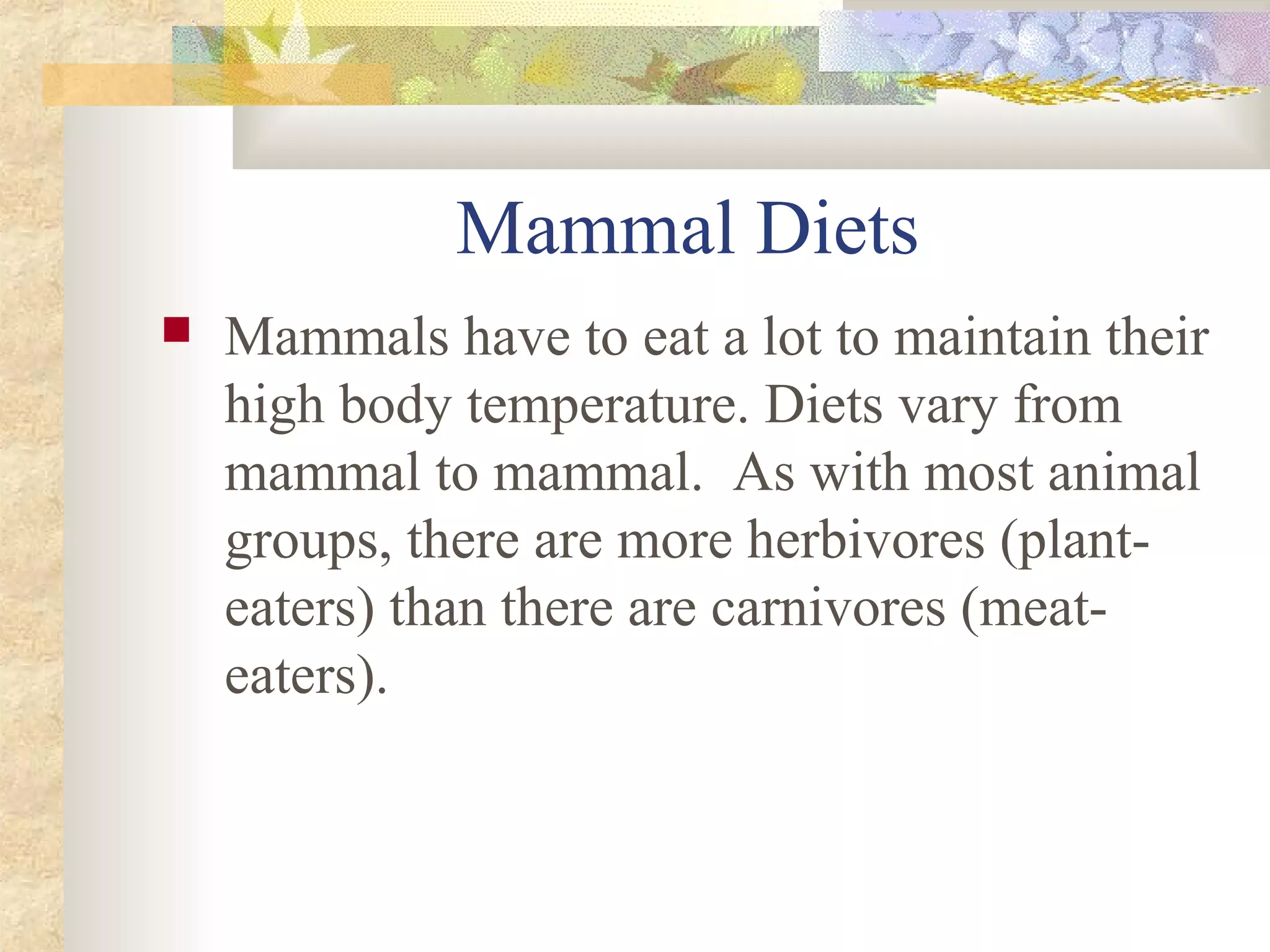 Mammals presentation | PPT