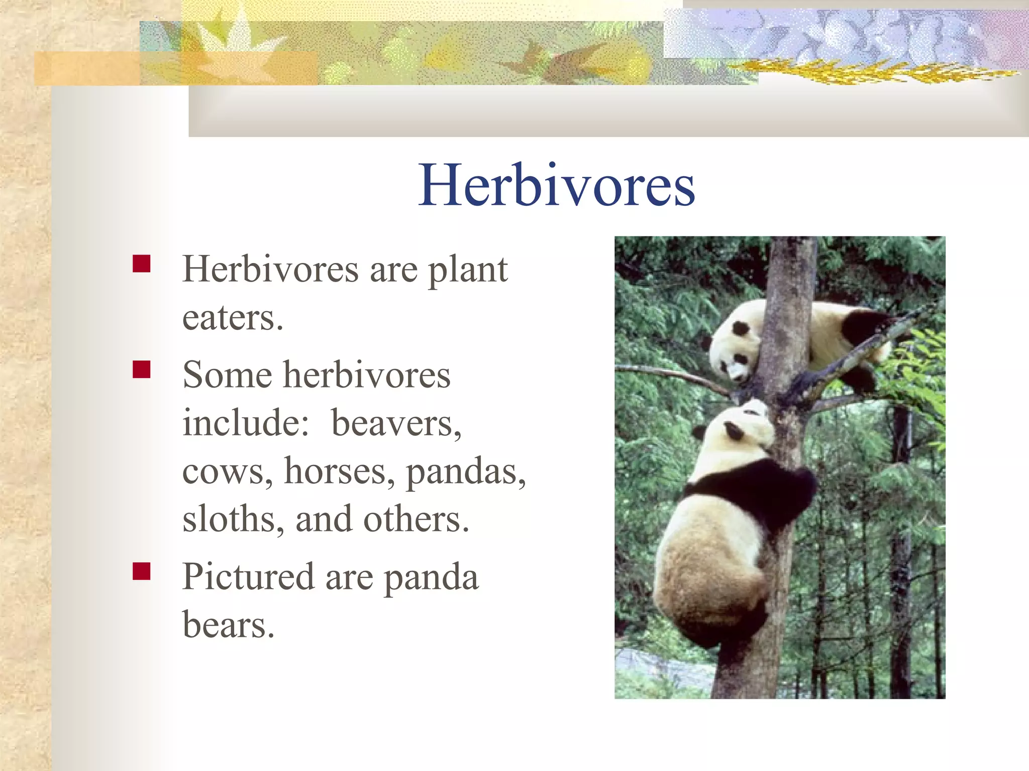 Mammals presentation | PPT