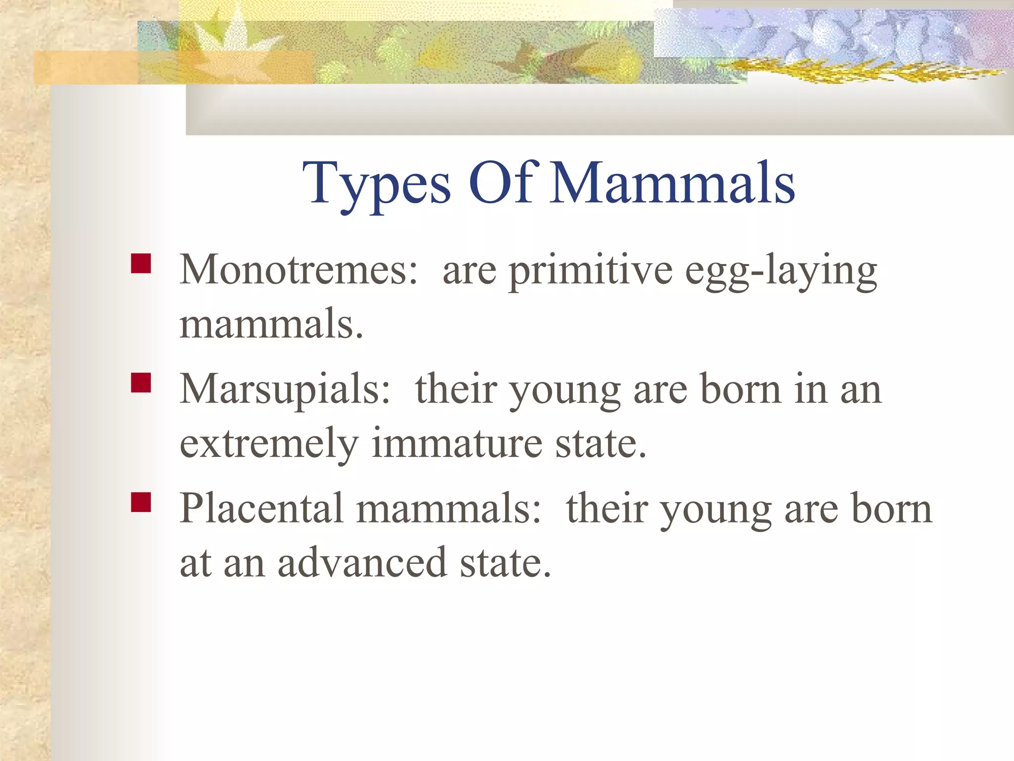 Mammals presentation | PPT