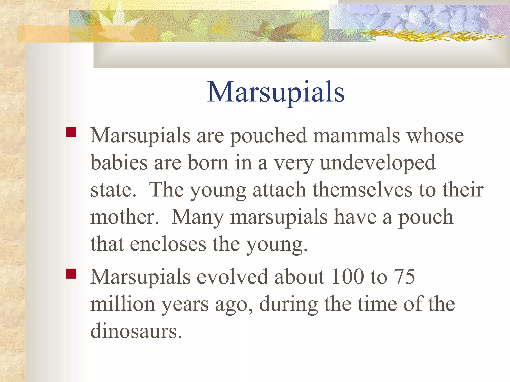 Mammals presentation | PPT