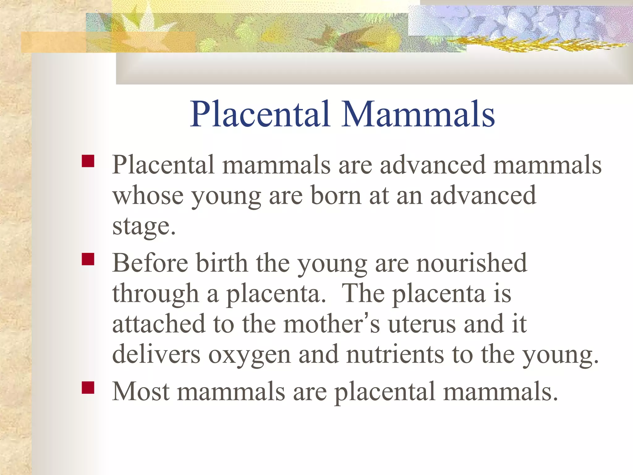 Mammals presentation | PPT