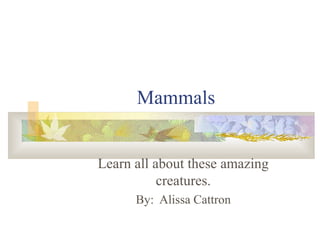 Mammals presentation | PPT