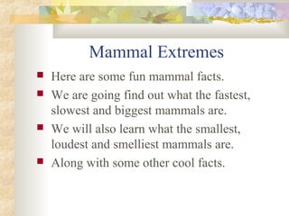 Mammals presentation | PPT
