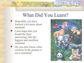 Mammals presentation | PPT