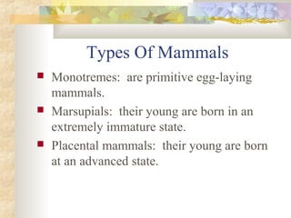 Mammals presentation | PPT