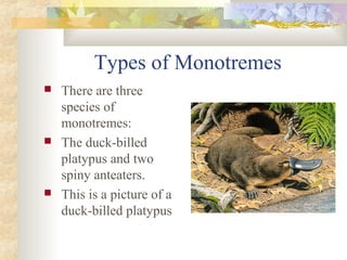 Mammals presentation | PPT