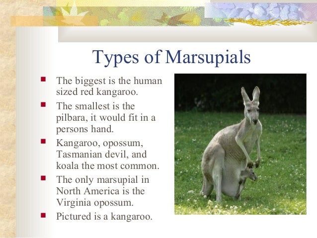 Kangaroo Traits