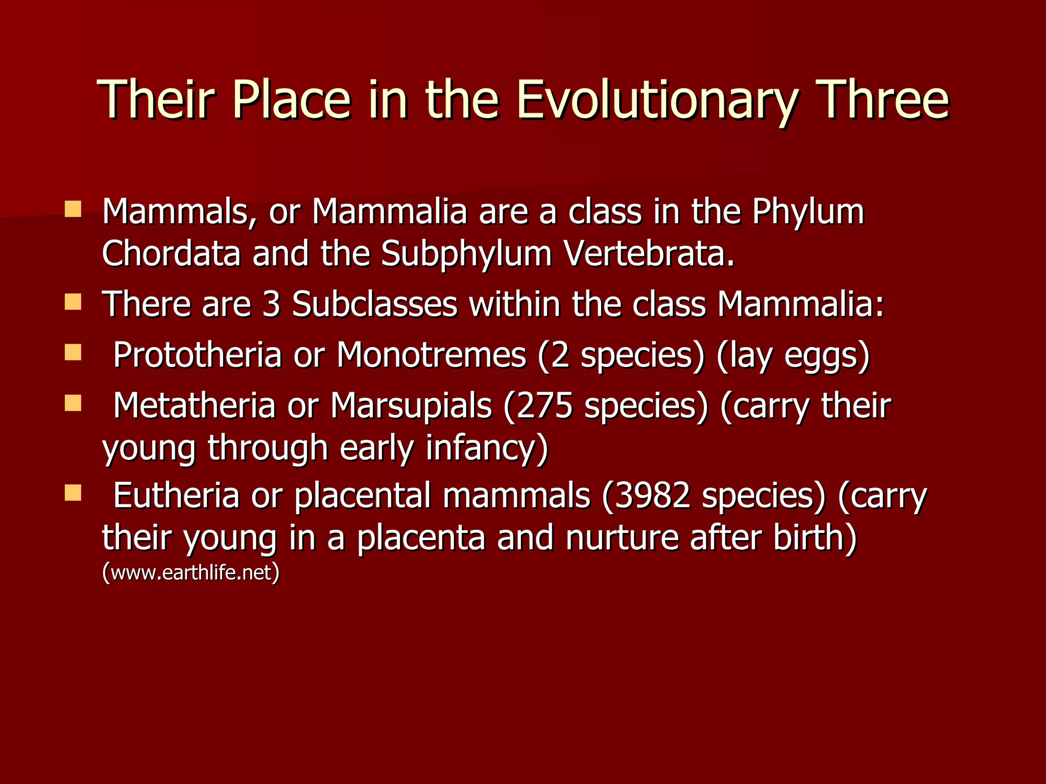 Mammals radovanov popov stoyanova 10 6 | PPT | Biological Sciences ...