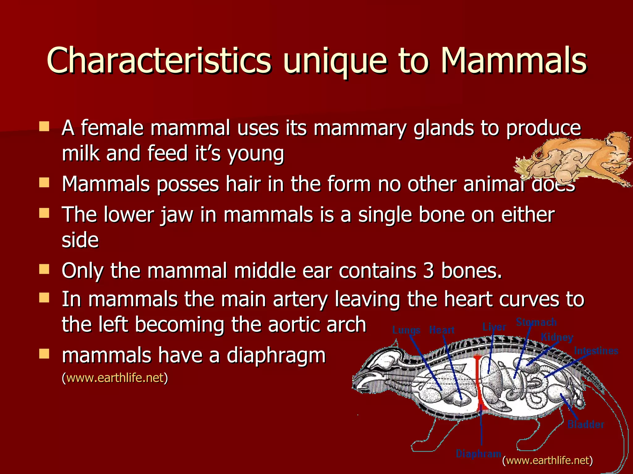 Mammals radovanov popov stoyanova 10 6 | PPT