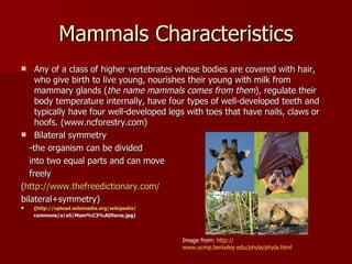 Mammals radovanov popov stoyanova 10 6 | PPT