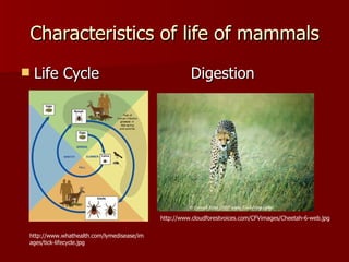 Mammals radovanov popov stoyanova 10 6 | PPT