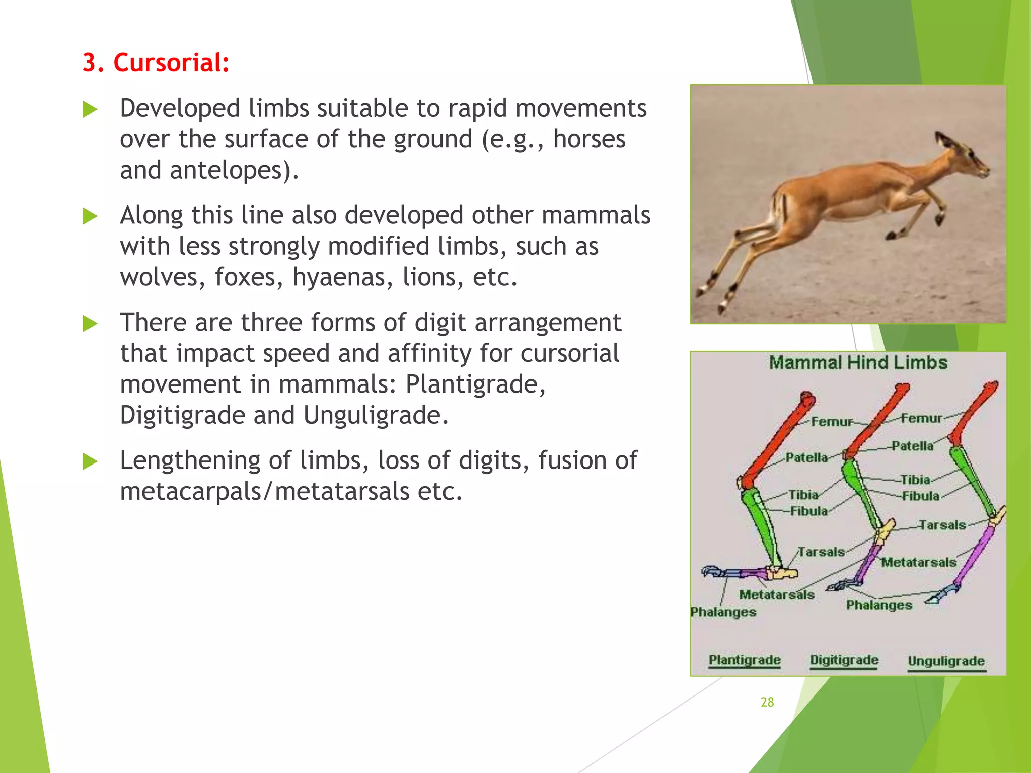 Mammals stomach and dentition | PPTX