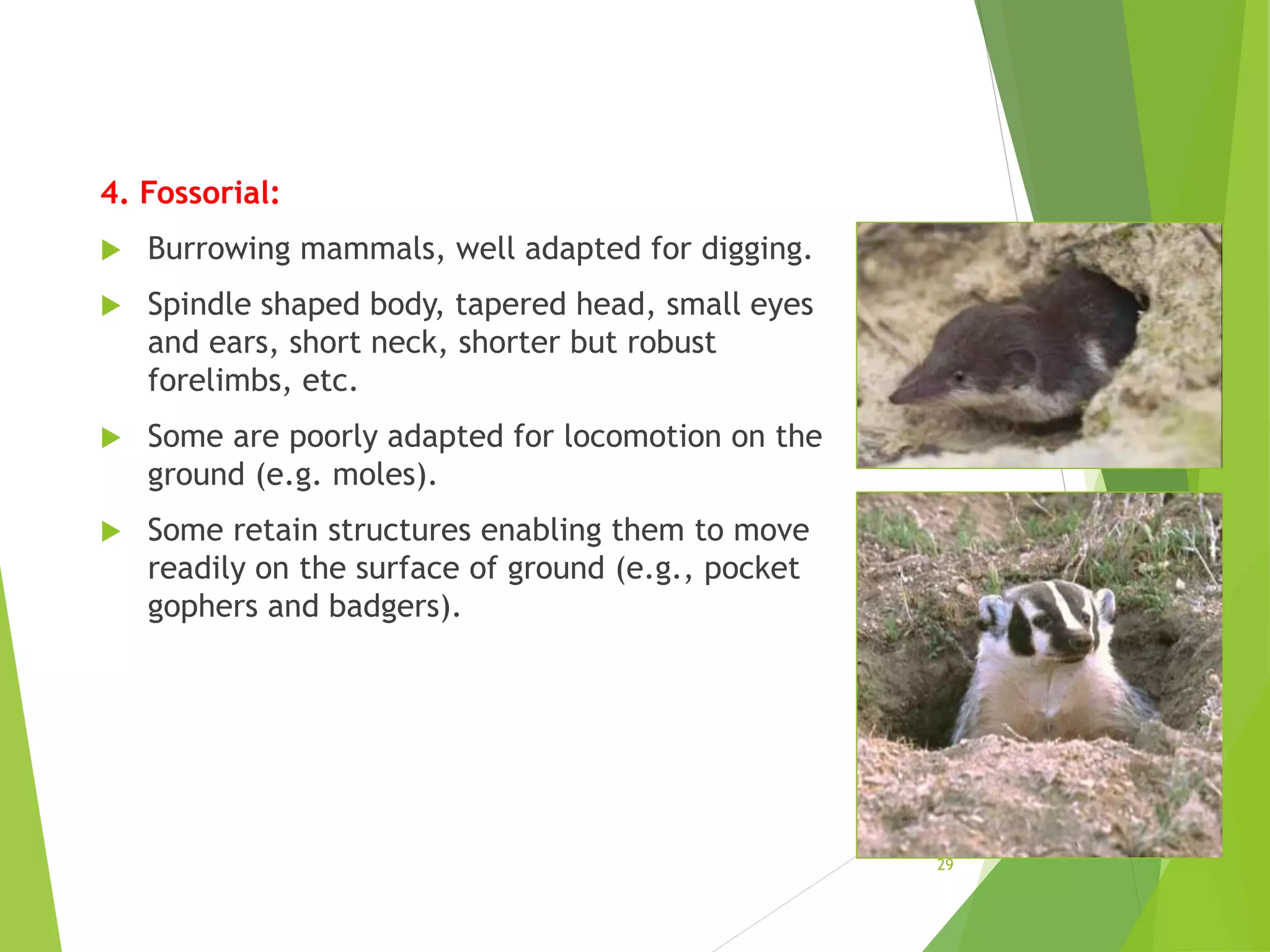 Mammals stomach and dentition | PPTX