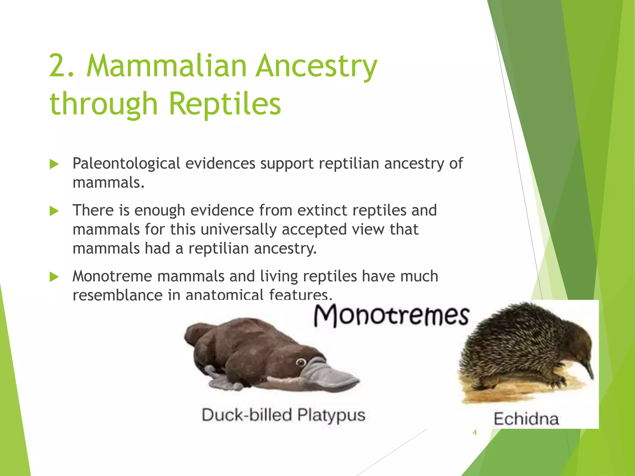 Mammals stomach and dentition | PPTX