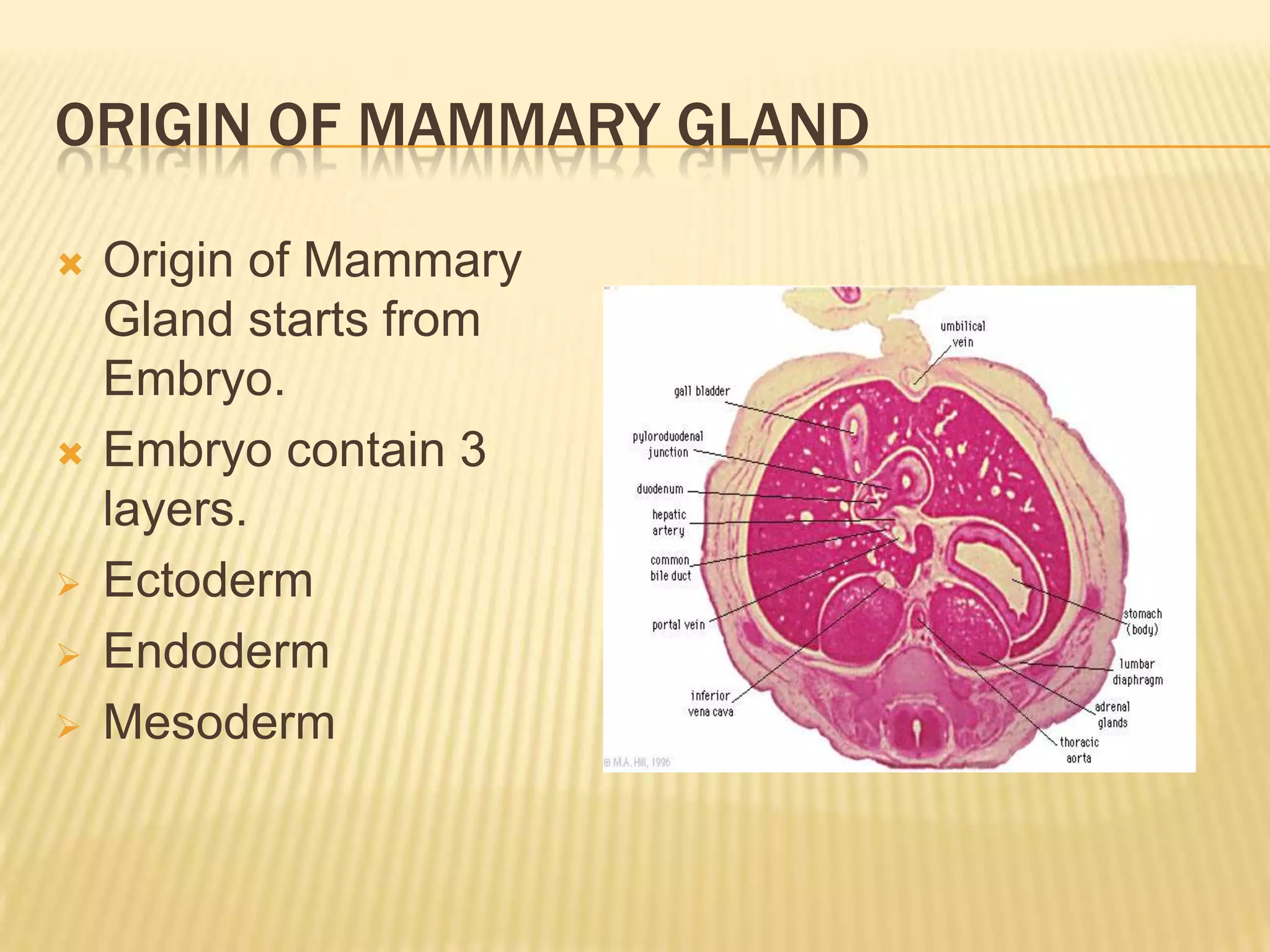 Mammary gland | PPTX