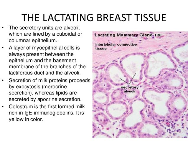 Mammary gland
