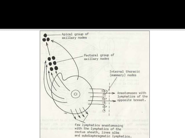 Anatomy of Mammary gland | PPT