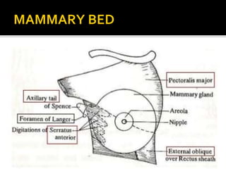 Anatomy of Mammary gland | PPTX