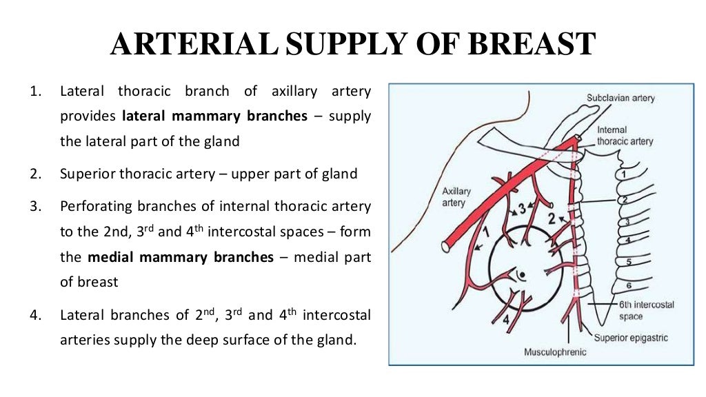 Mammary gland.pptx