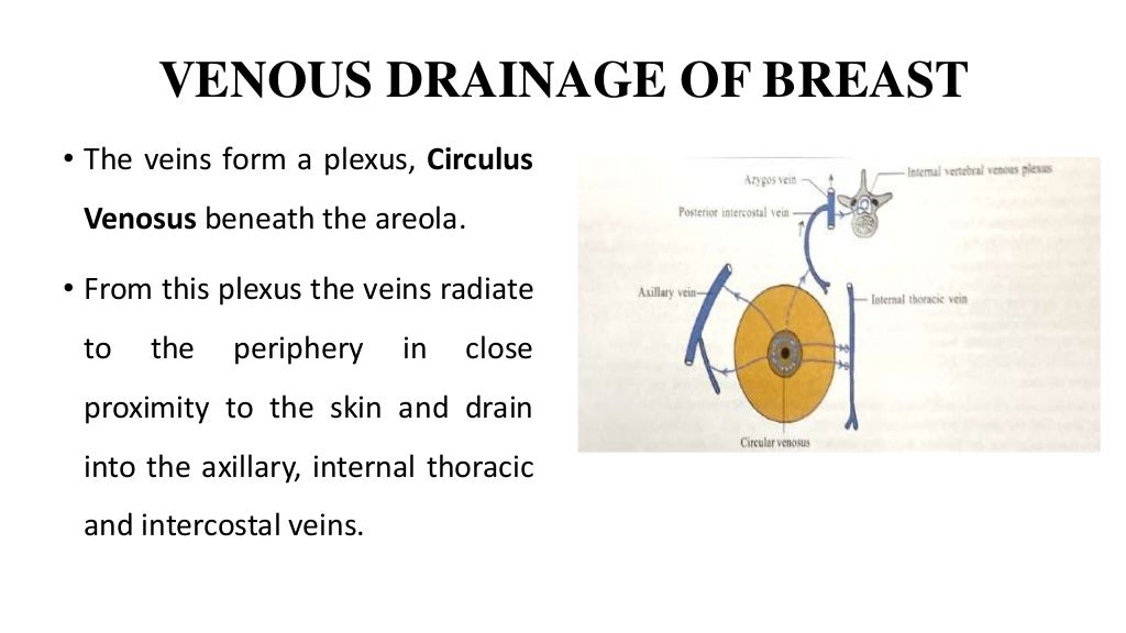 Mammary gland.pptx