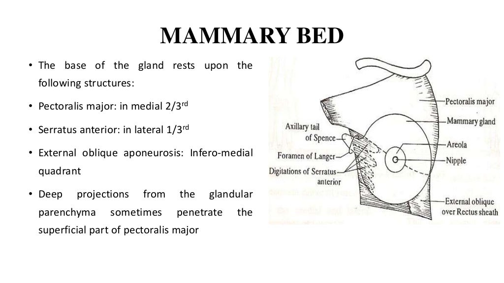 Mammary gland.pptx