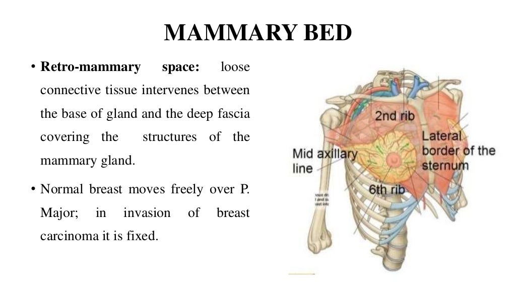 Mammary gland.pptx