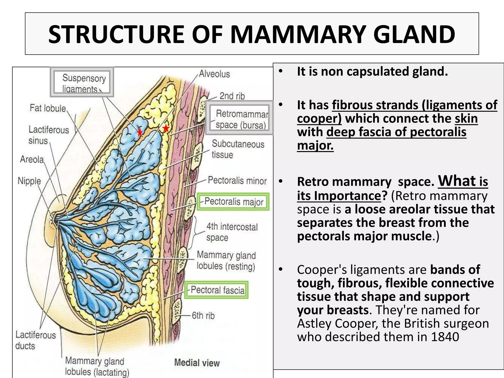 Mammary Gland.ppt