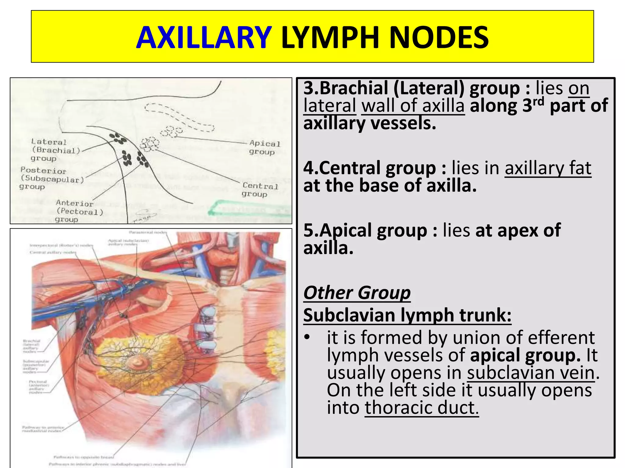 Mammary Gland.ppt