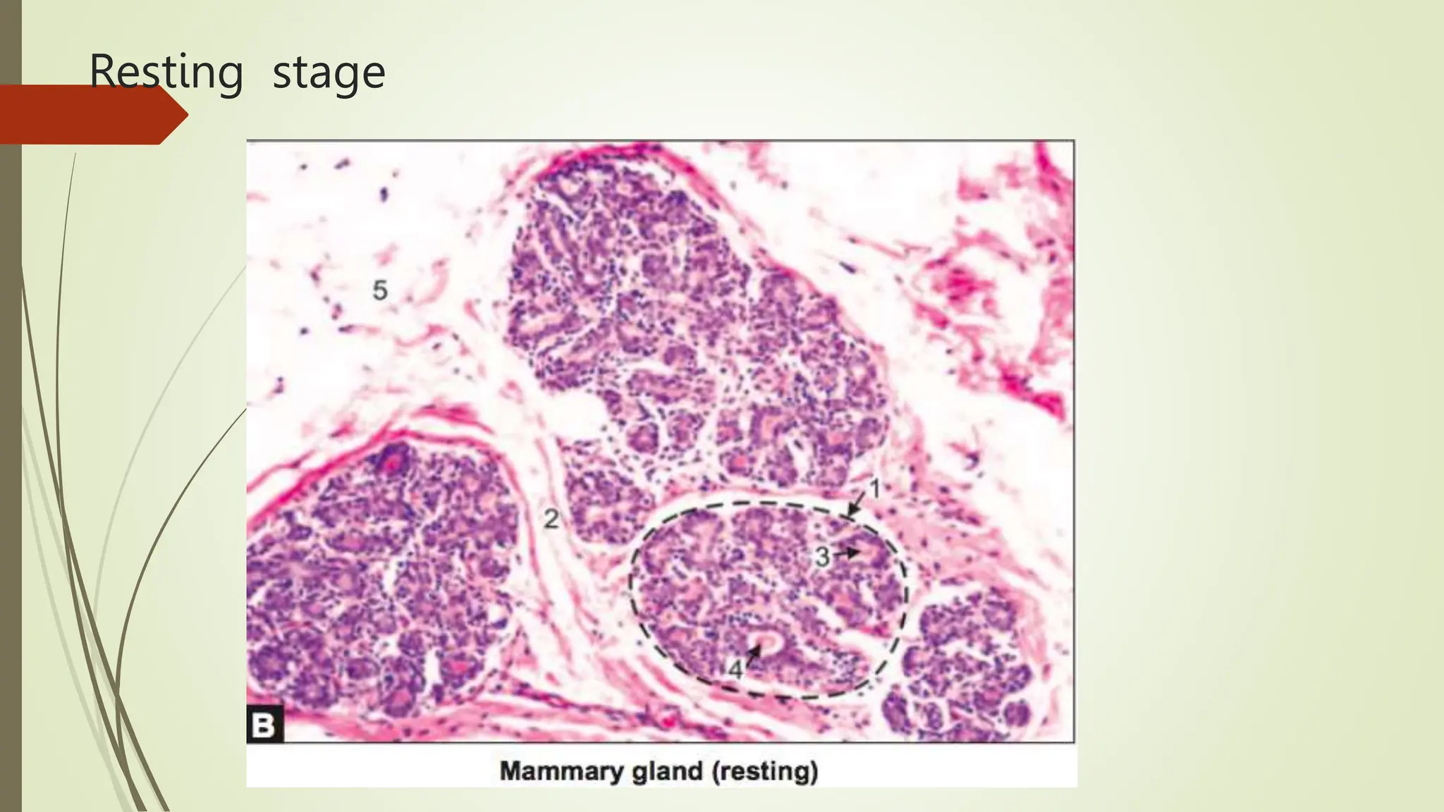 Mammary gland .pptx