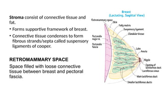Anatomy of mammary gland presentation by Dr Ela kinra | PPTX