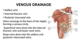 Anatomy of mammary gland presentation by Dr Ela kinra | PPTX