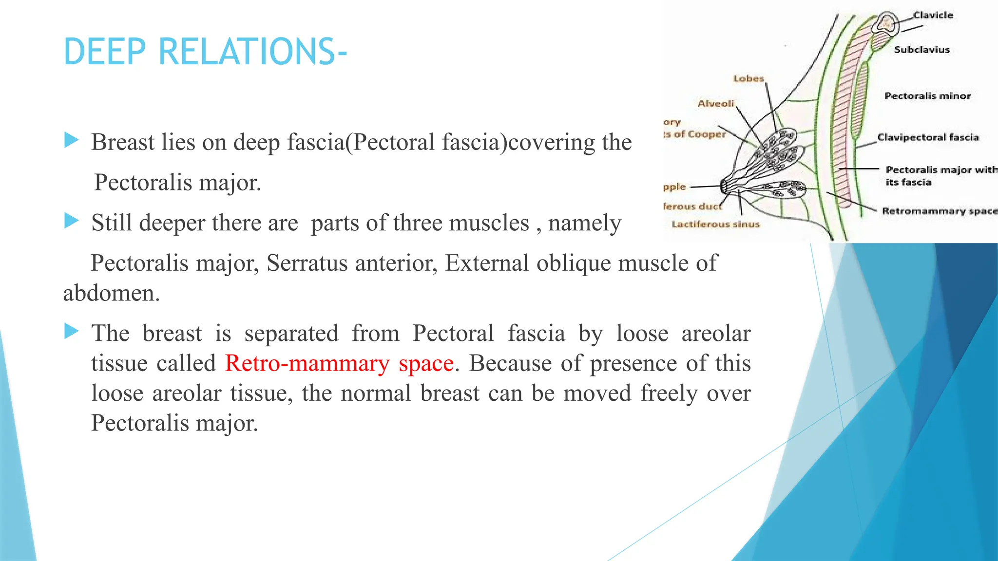 ANATOMY OF MAMMARY GLAND WITH CLINICAL ANATOMY | PPTX