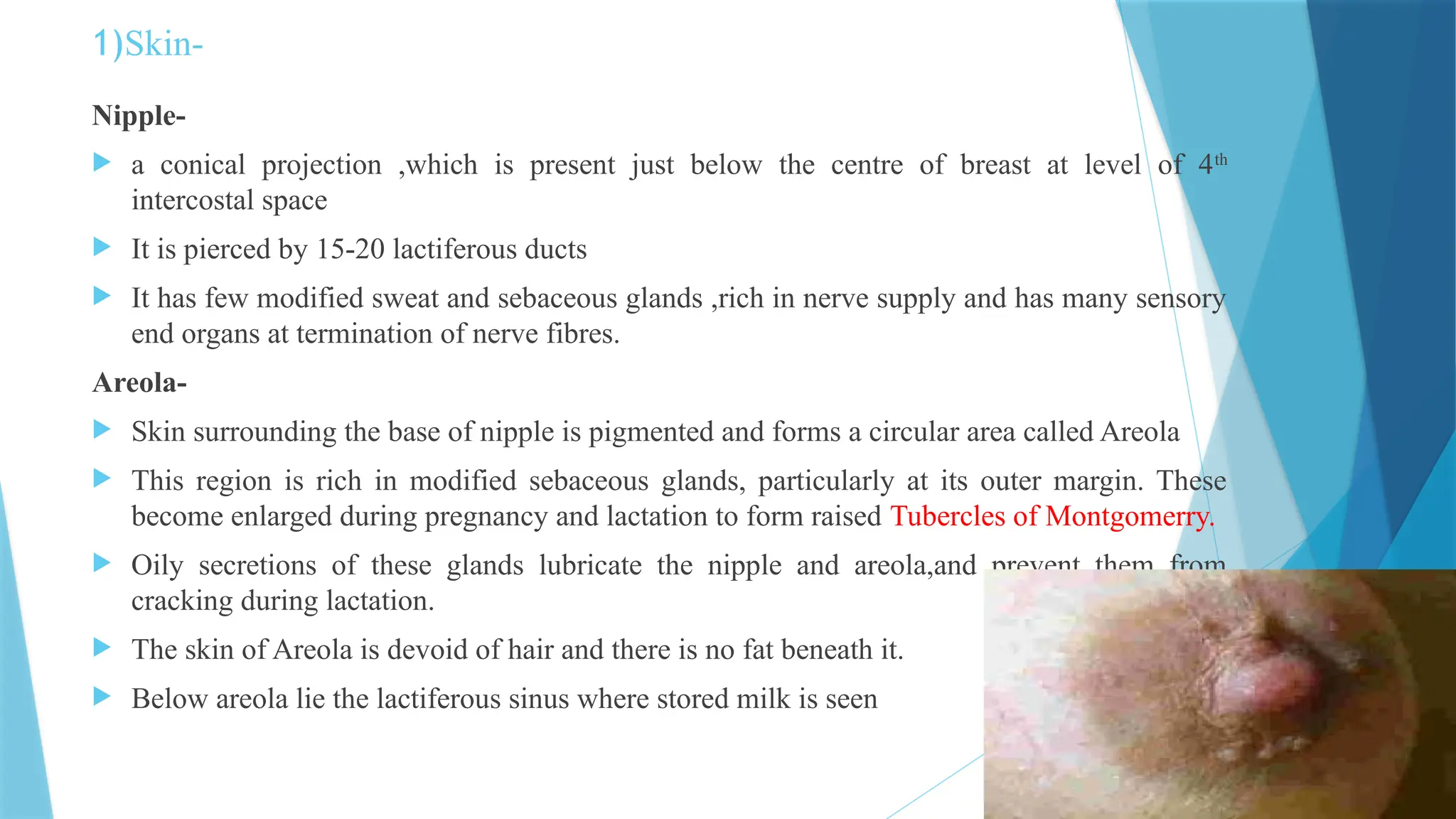 ANATOMY OF MAMMARY GLAND WITH CLINICAL ANATOMY | PPTX