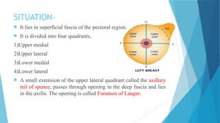 ANATOMY OF MAMMARY GLAND WITH CLINICAL ANATOMY | PPTX