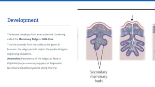 Mammary Gland Anatomy (BD Chaurasia).pdf