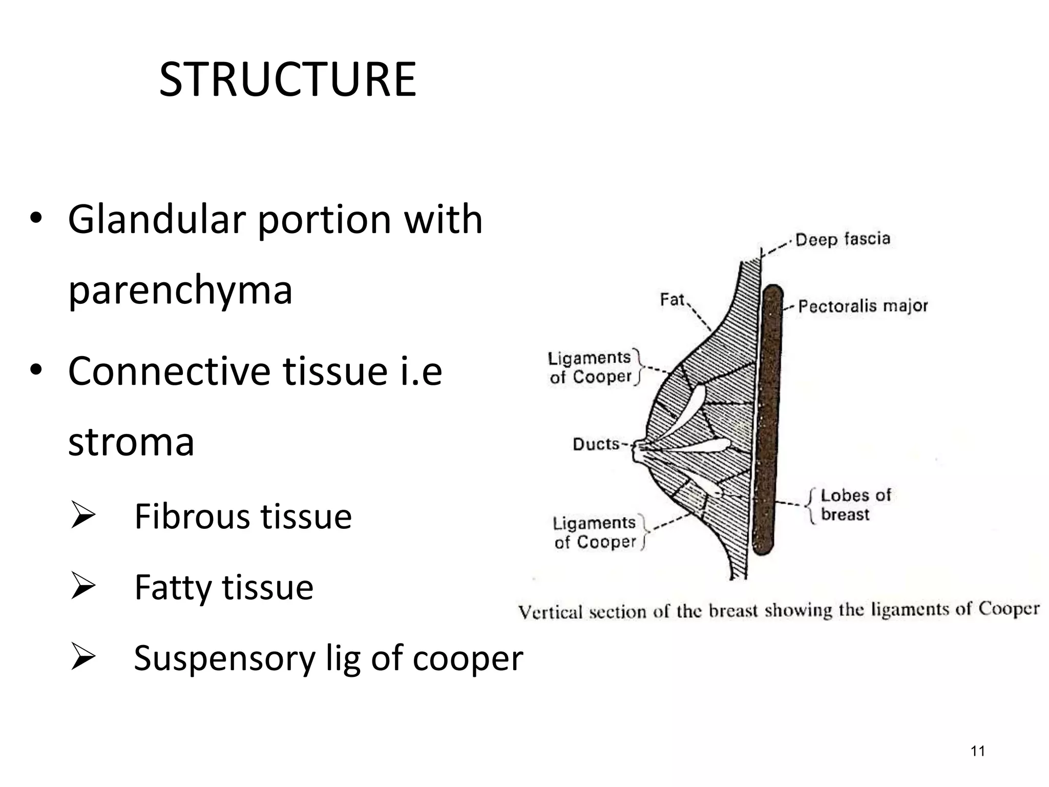 Mammary glands | PPTX