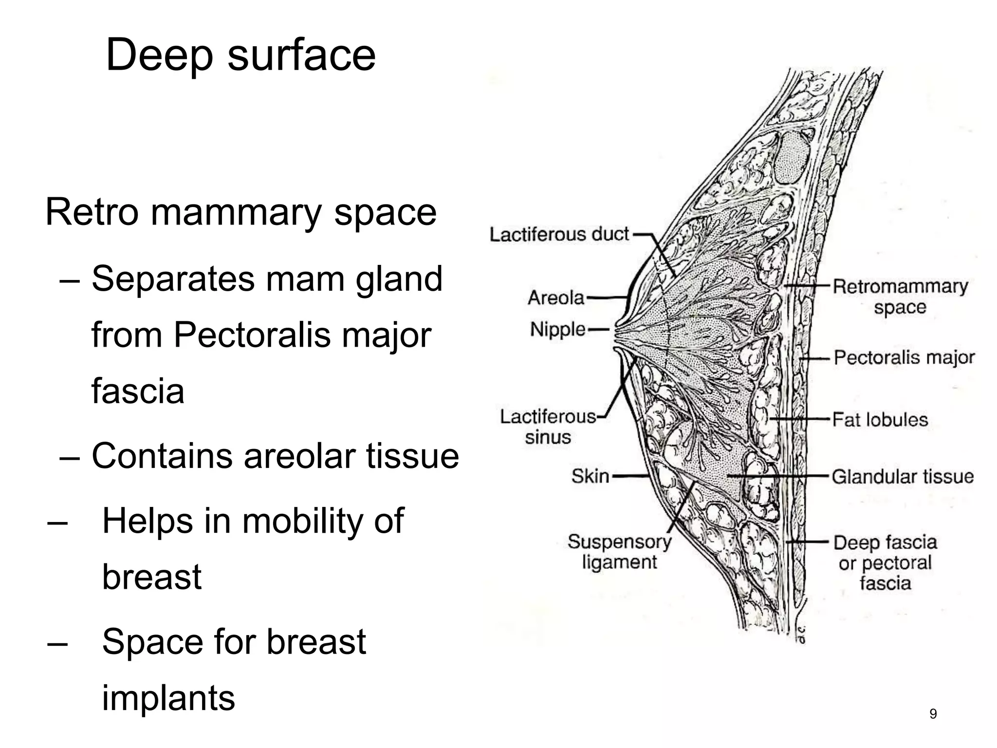 Mammary glands | PPTX