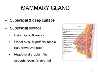 Mammary glands | PPTX