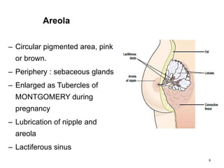 Mammary glands | PPTX