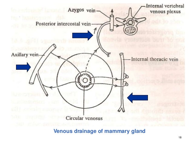 Mammary glands