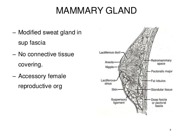 Mammary glands