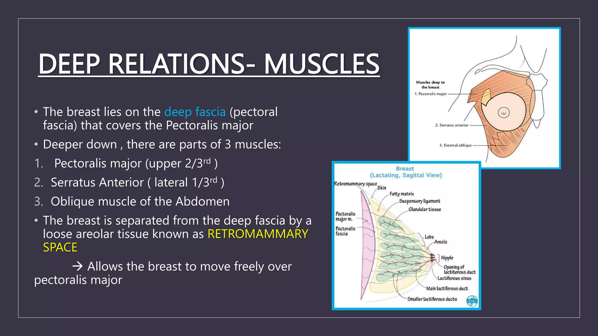 Mammary glands.pptx